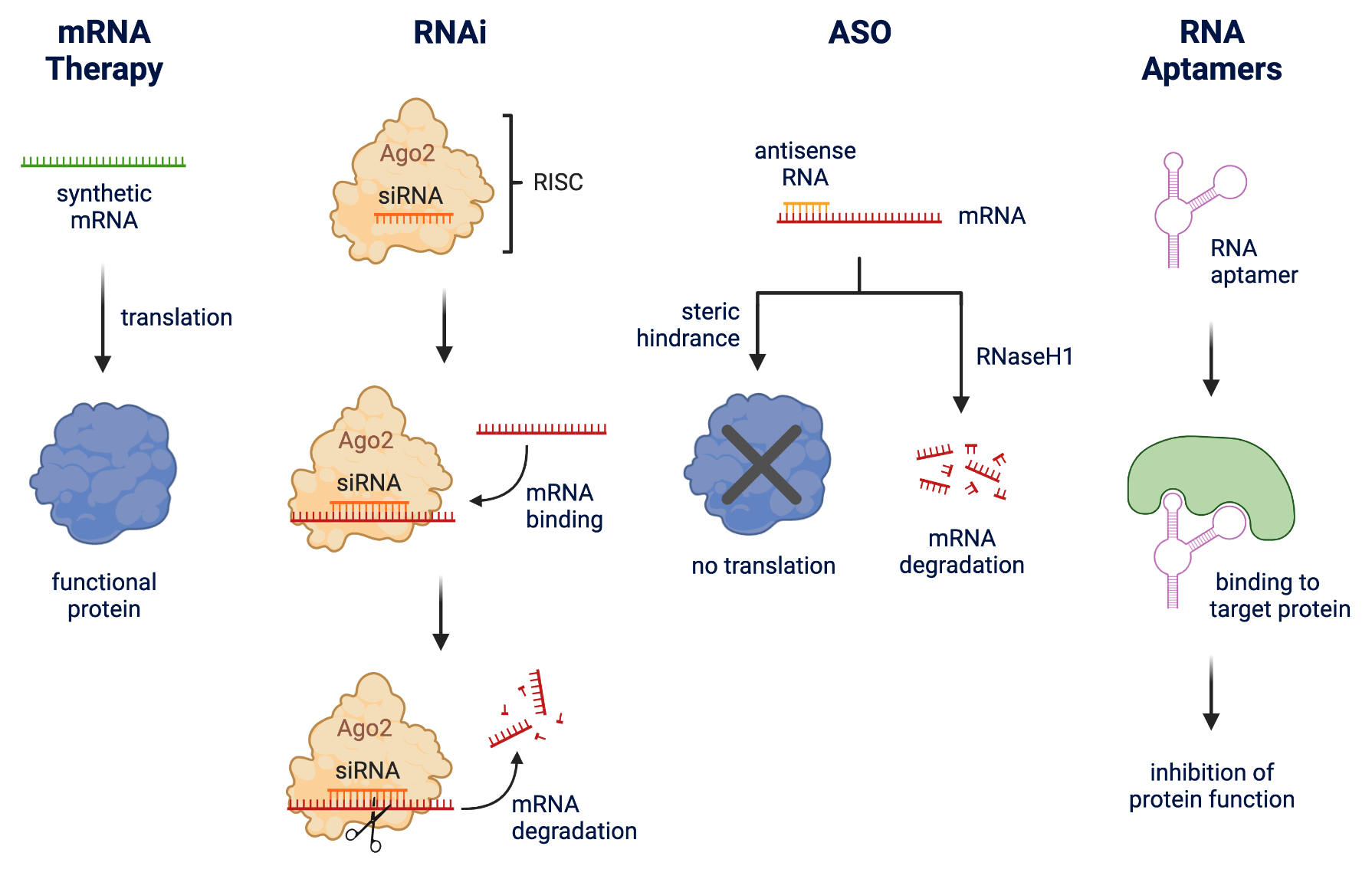 The Golden Era of RNA-Based Therapeutics | UC Davis Biotechnology Program The Golden Era of RNA-Based Therapeutics | UC Davis Biotechnology Program